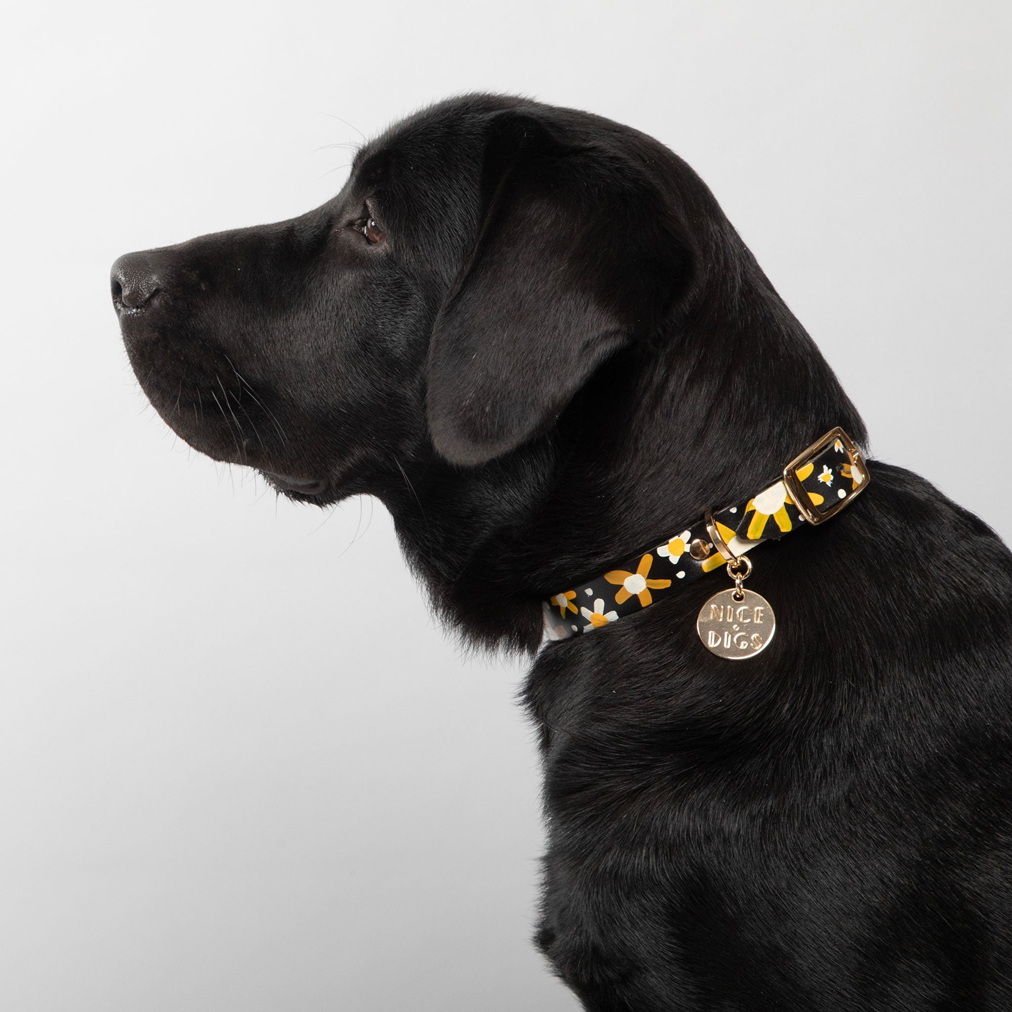 COLLAR – The TENT WEB SHOP